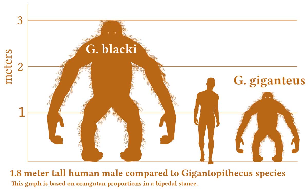 Giant ape lived with humans – Cryptoworld