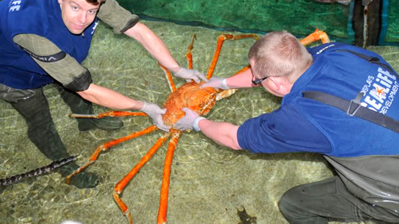 Huge Crab Kong Visits Weymouth UK » Cryptoworld