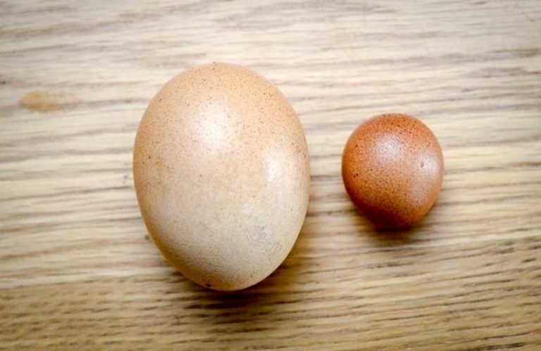 No Yoke, Chicken lays World’s Smallest Egg! – Cryptoworld