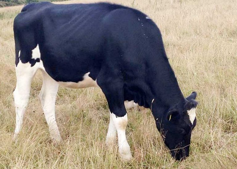 Cornish Cow gets head stuck in Tree
