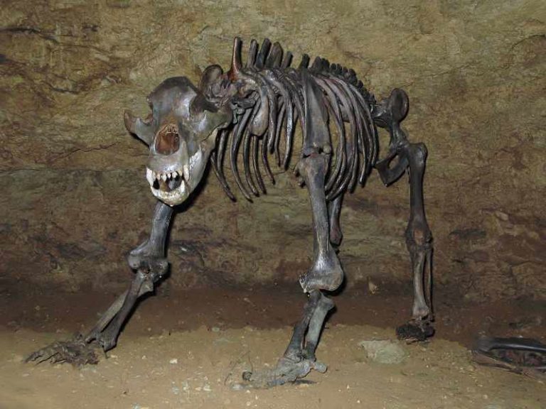 Fully Preserved Ice Age Bear Found! – Cryptoworld