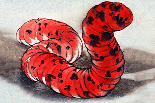 What is the Mongolian Death Worm? – Cryptoworld