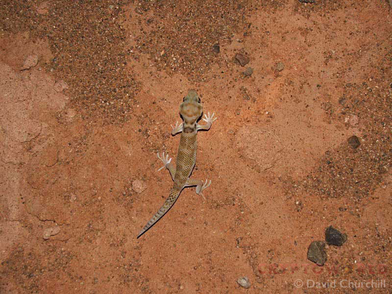 What is the Mongolian Death Worm? » Cryptoworld