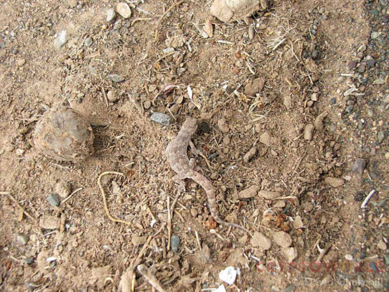 What is the Mongolian Death Worm? – Cryptoworld