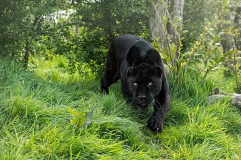 Big Cat Sighting In Gloucestershire UK Cryptoworld Big Cat Sighting In Gloucestershire UK Cryptoworld