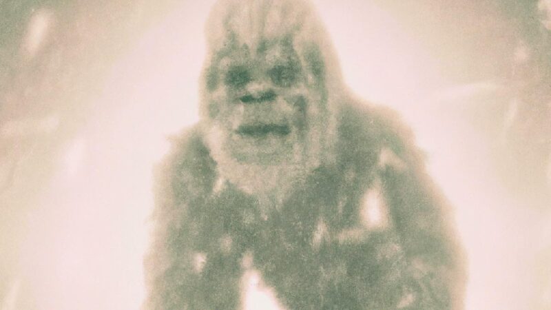 Top 10 Crytids of all time? – Cryptoworld