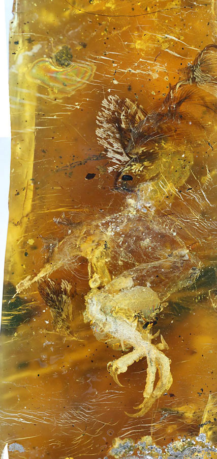 99 Million Year Old Bird Found Fossilized in Amber! » Cryptoworld