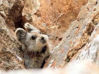 Extremely Rare Ili Pika Photographed – Cryptoworld