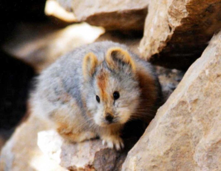 Extremely Rare Ili Pika Photographed – Cryptoworld